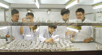 Kembangkan Sel Kalus Melon - Universitas Surabaya (UBAYA)